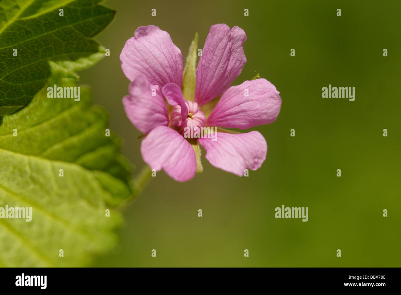 Arctic raspberry - Rubus arcticus Stock Photo - Alamy