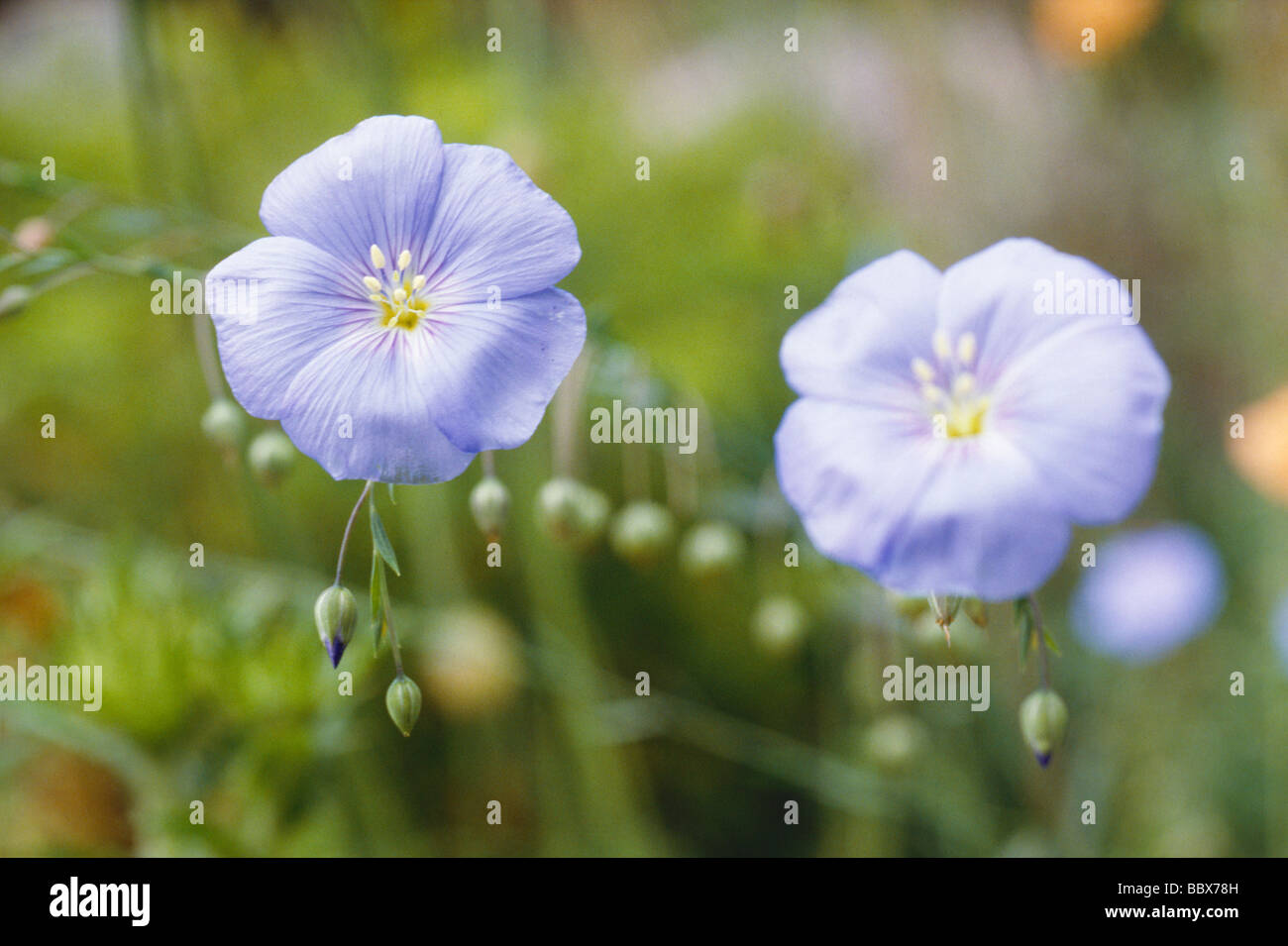 Flowers in garden close-up Stock Photo - Alamy