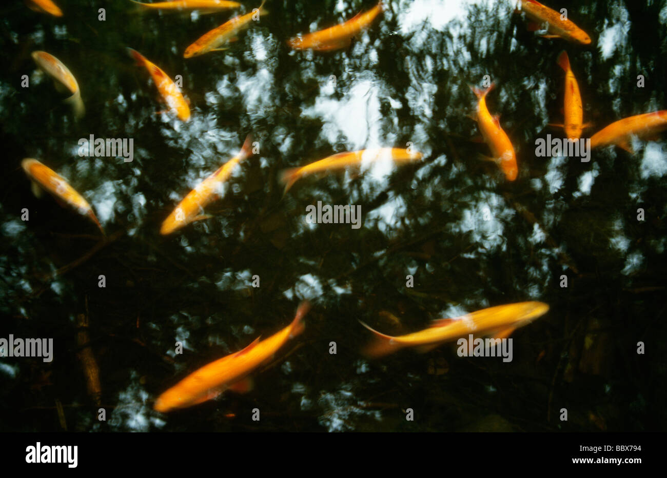 Fish swimming in water Stock Photo - Alamy