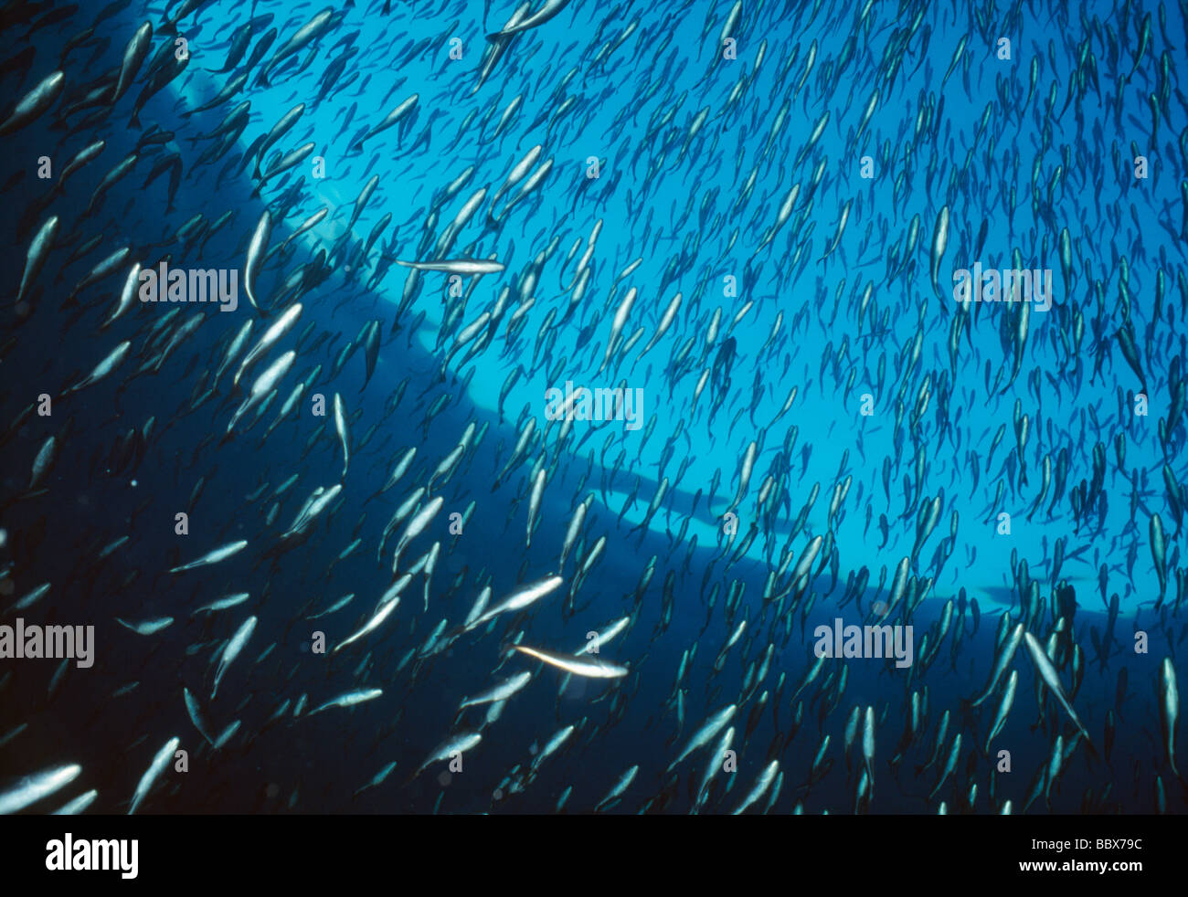 School of fish swimming in sea Stock Photo - Alamy