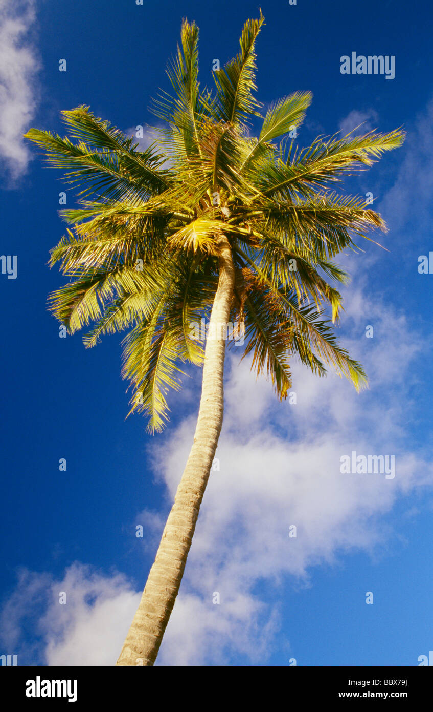 Palm tree low angle view Stock Photo - Alamy