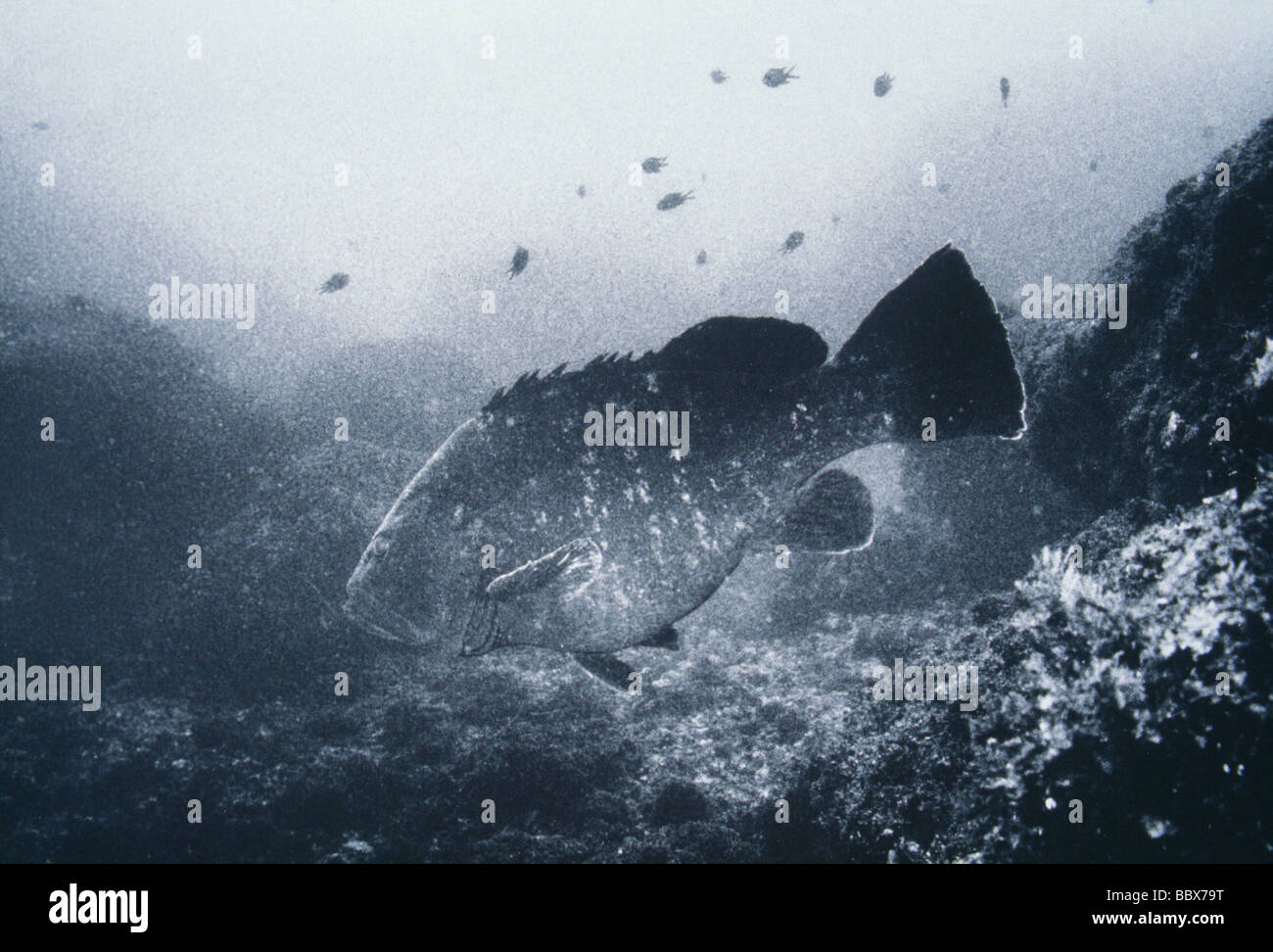 Bw fish hi-res stock photography and images - Alamy