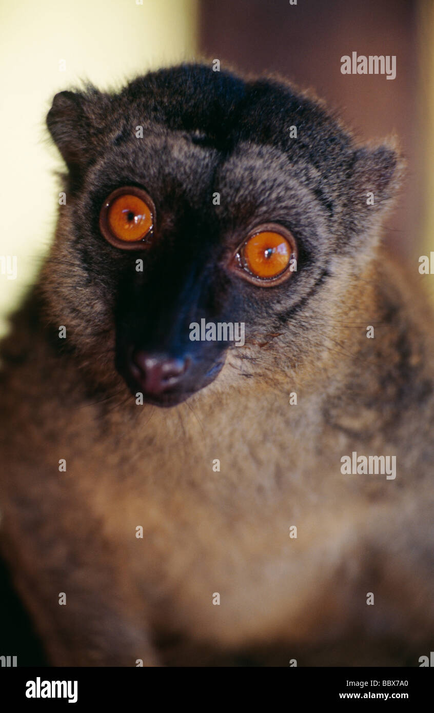 Animal staring close-up Stock Photo - Alamy