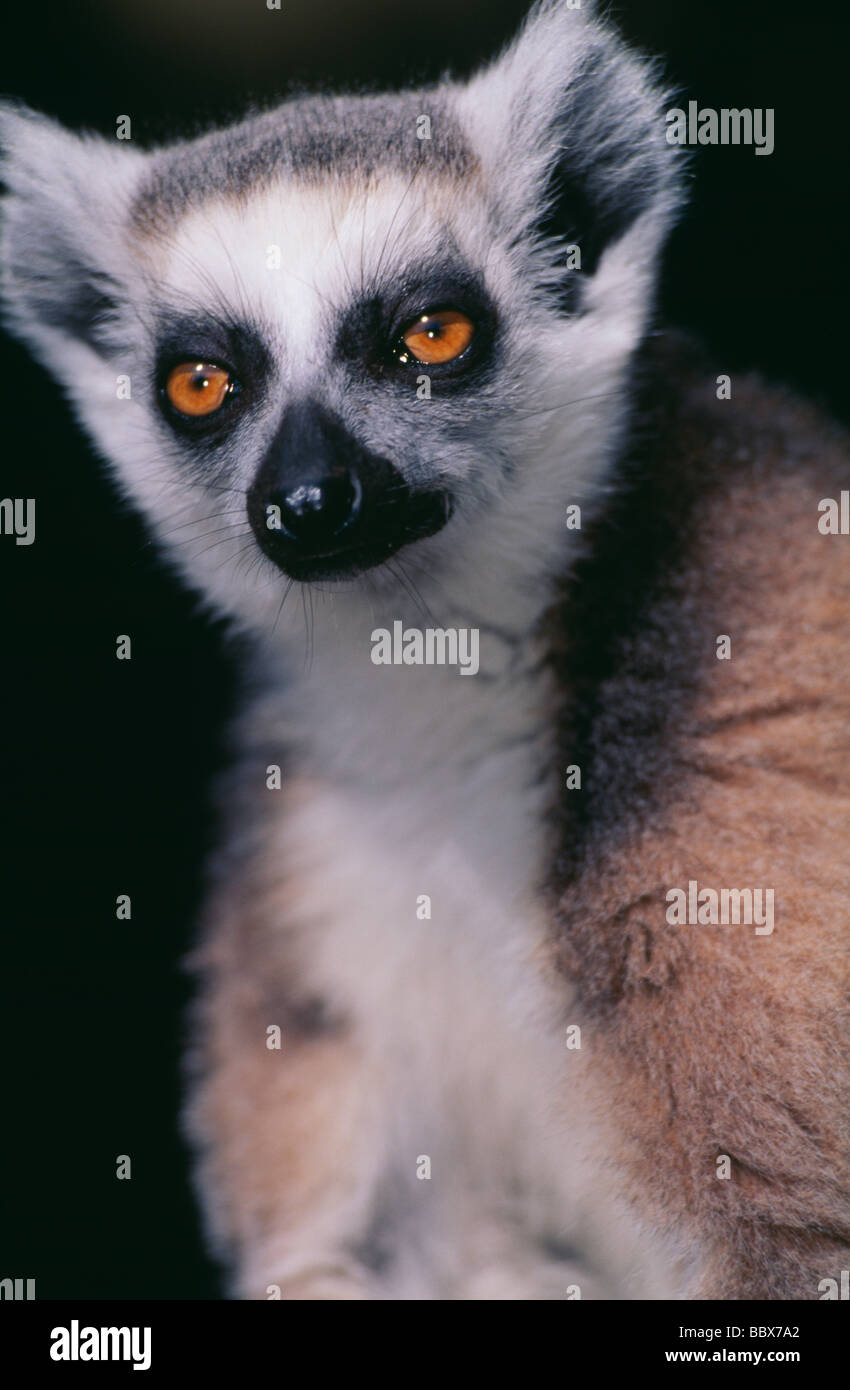 Lemur madagascar human hi-res stock photography and images - Alamy