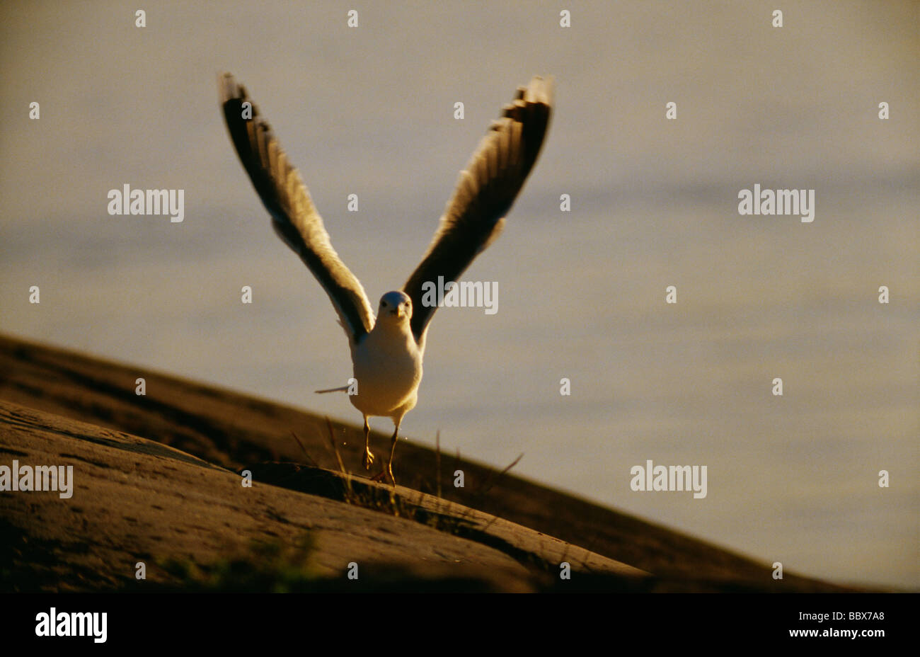 Bird flying over ground Stock Photo - Alamy