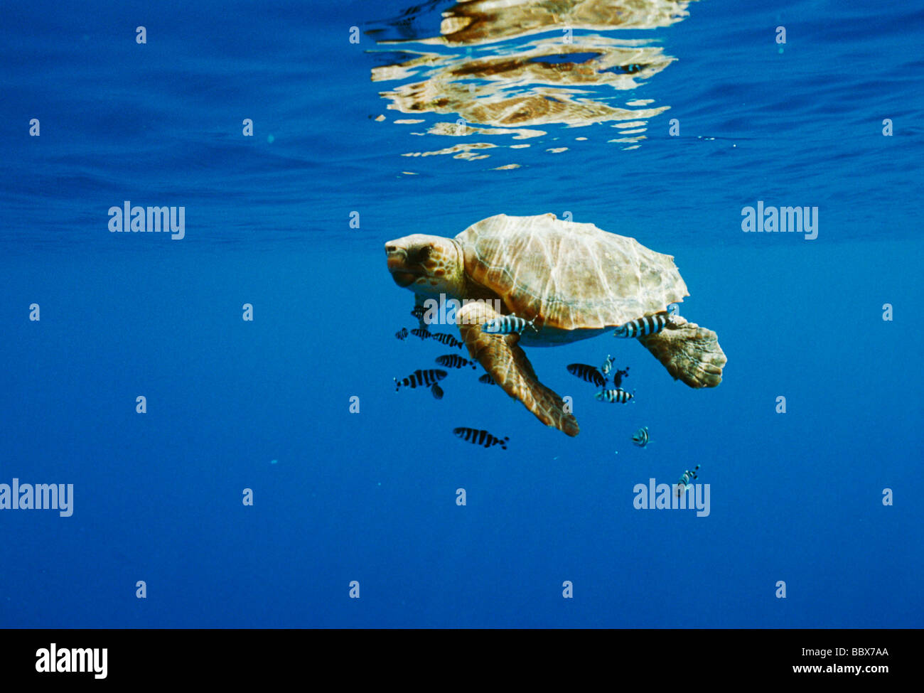 Turtle with fish swimming in sea Stock Photo - Alamy