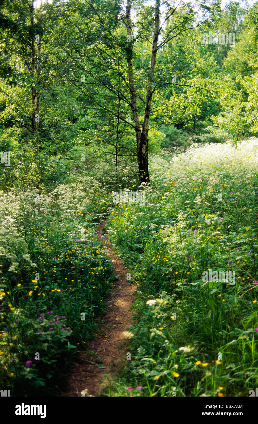 Trees with plants in forest Stock Photo - Alamy