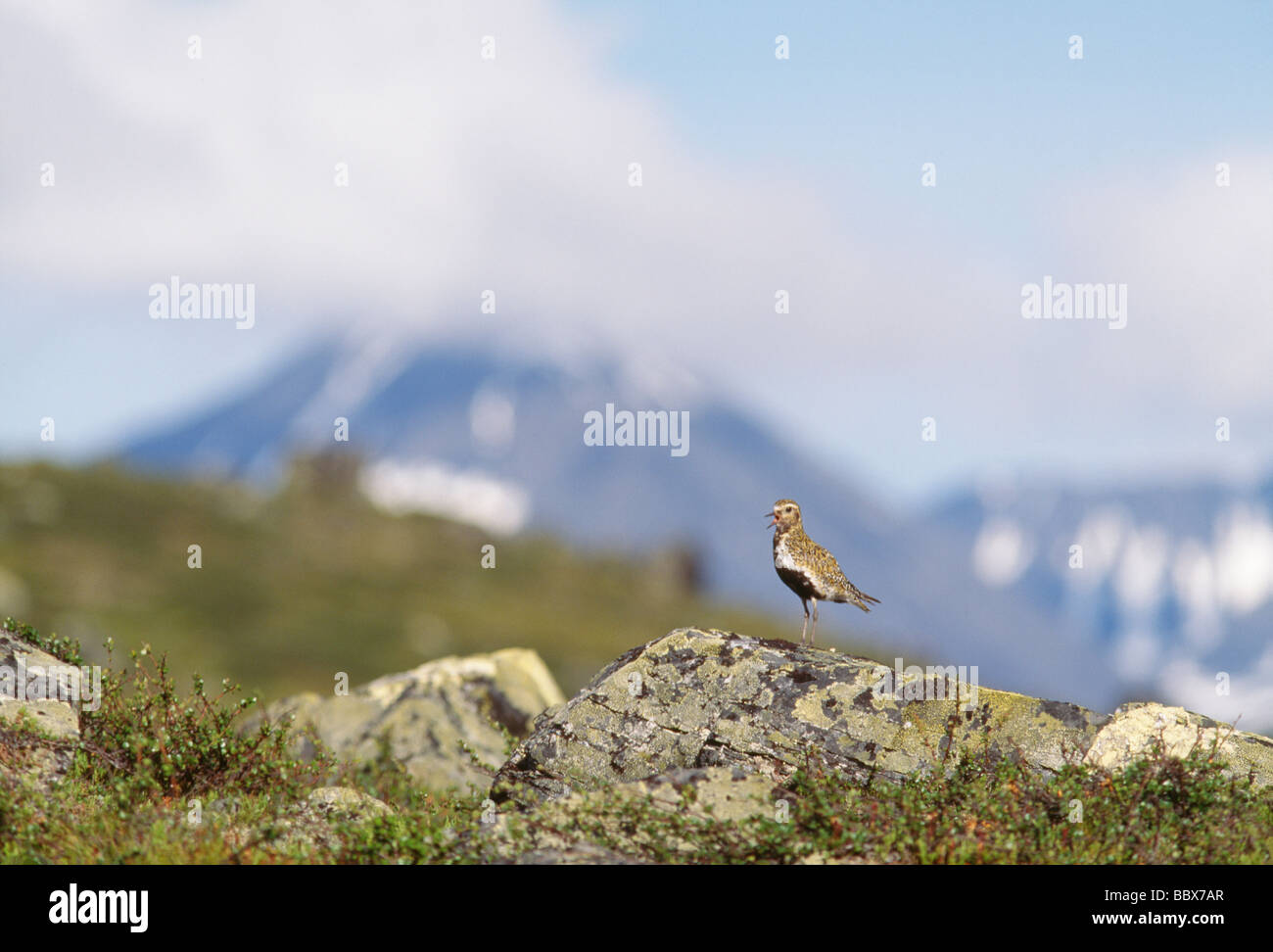 National bird of sweden hi-res stock photography and images - Alamy