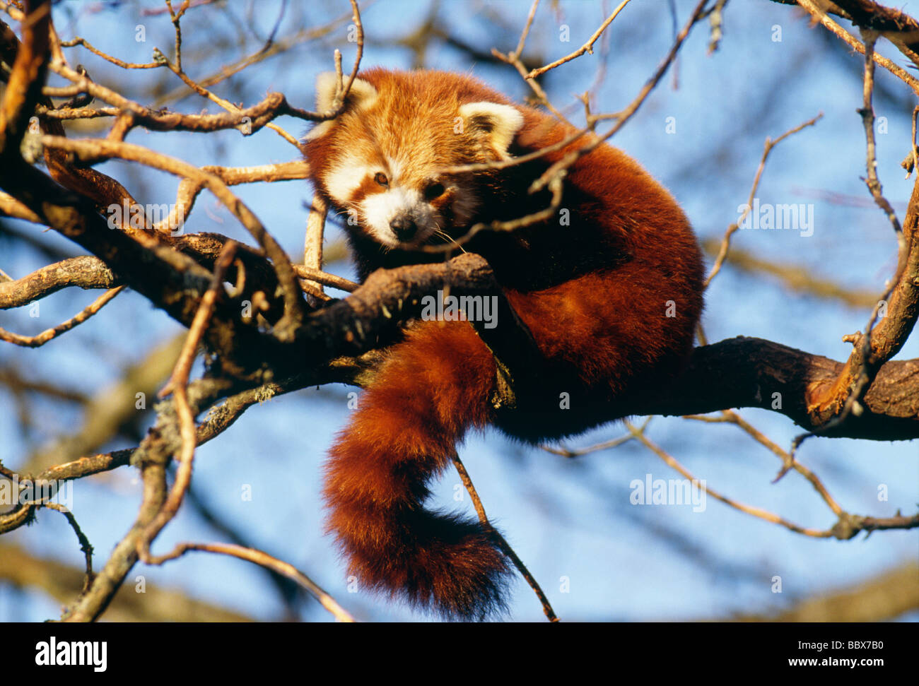 Animal sitting on branch Stock Photo - Alamy