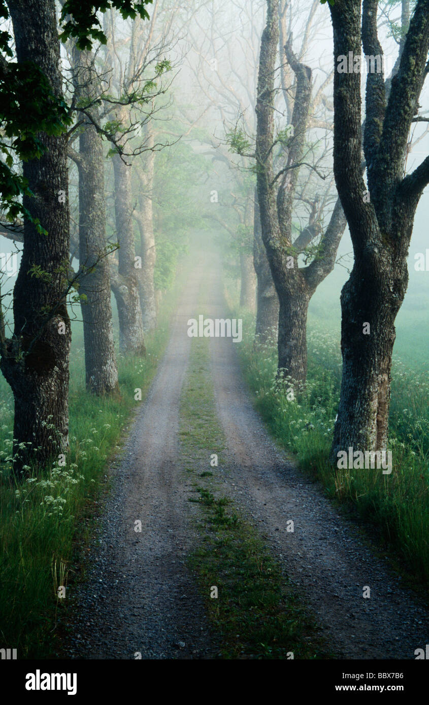 Pathway through forest Stock Photo - Alamy