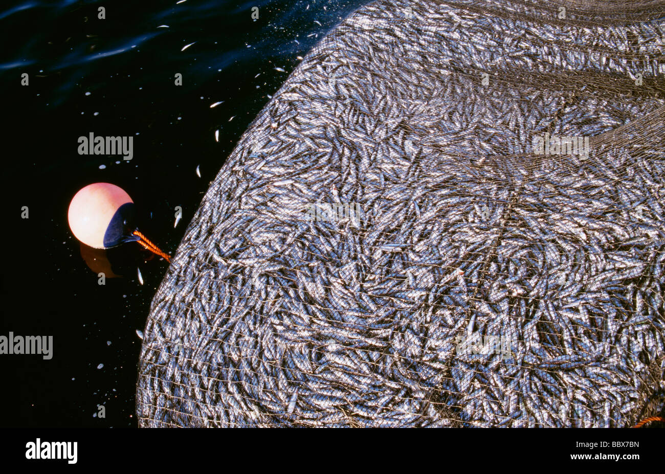 Fish in net Stock Photo - Alamy