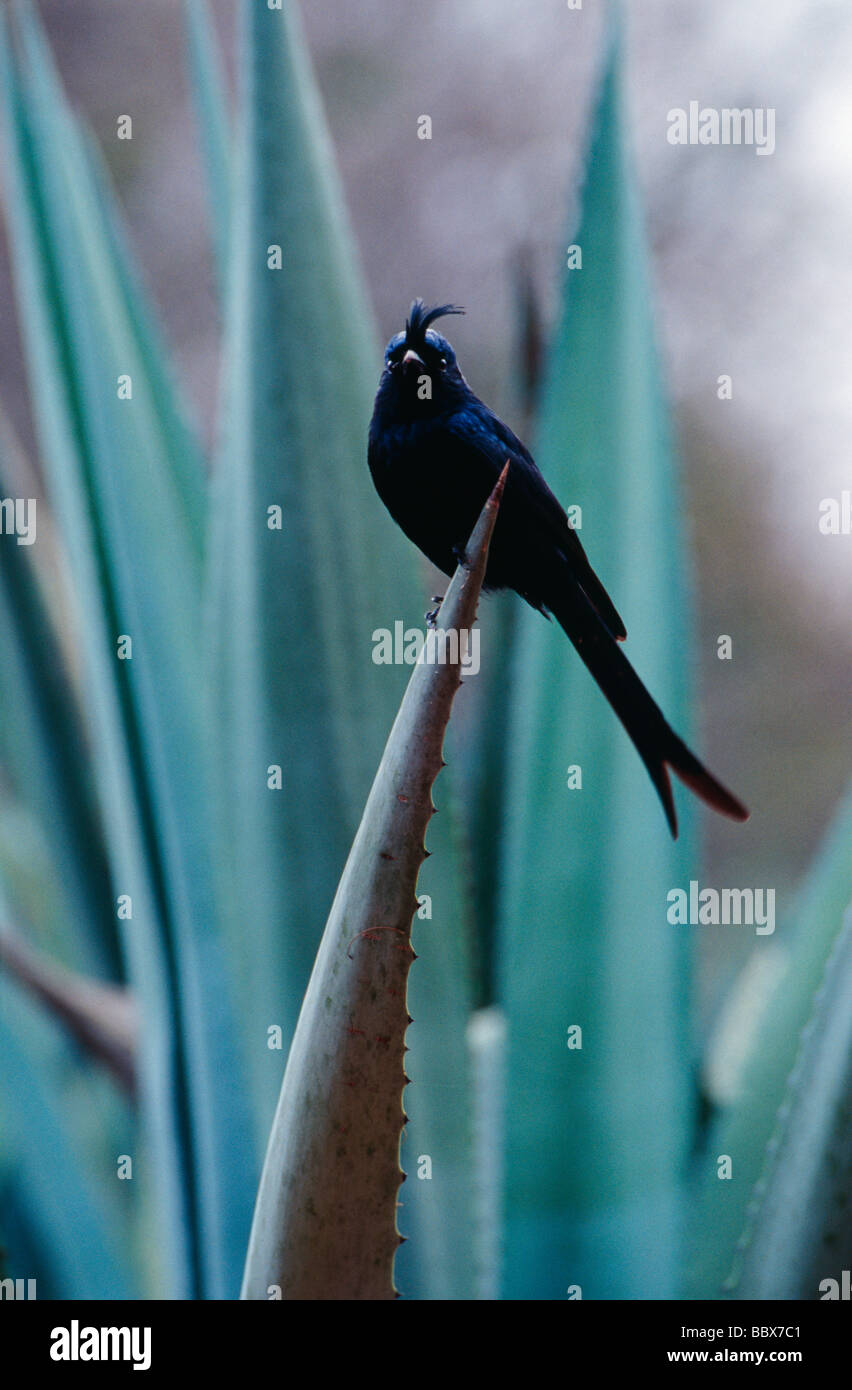 Bird on leaf close-up Stock Photo - Alamy