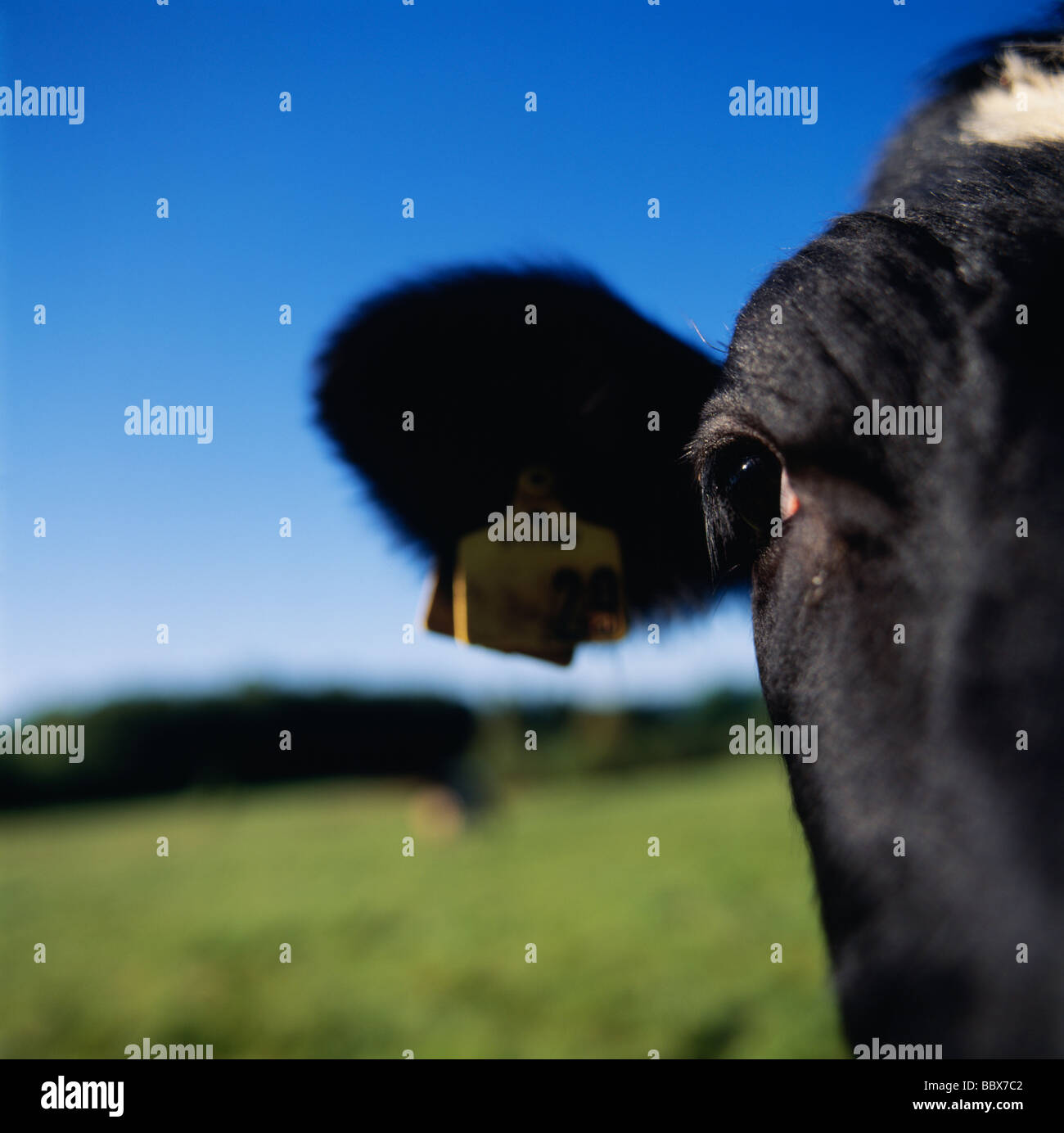 Swedish black cow hi-res stock photography and images - Alamy