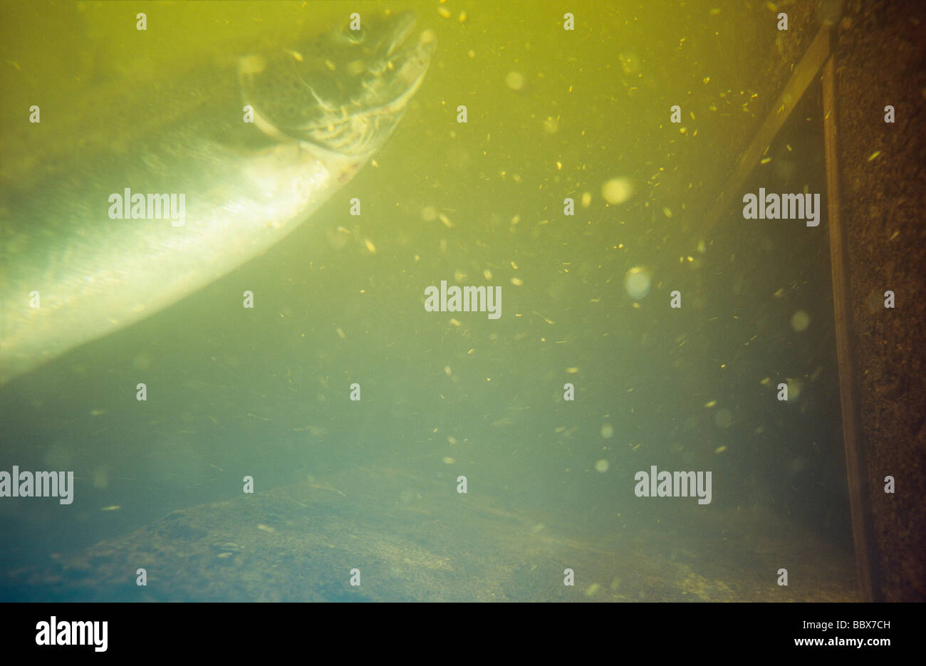 Fish in water Stock Photo - Alamy
