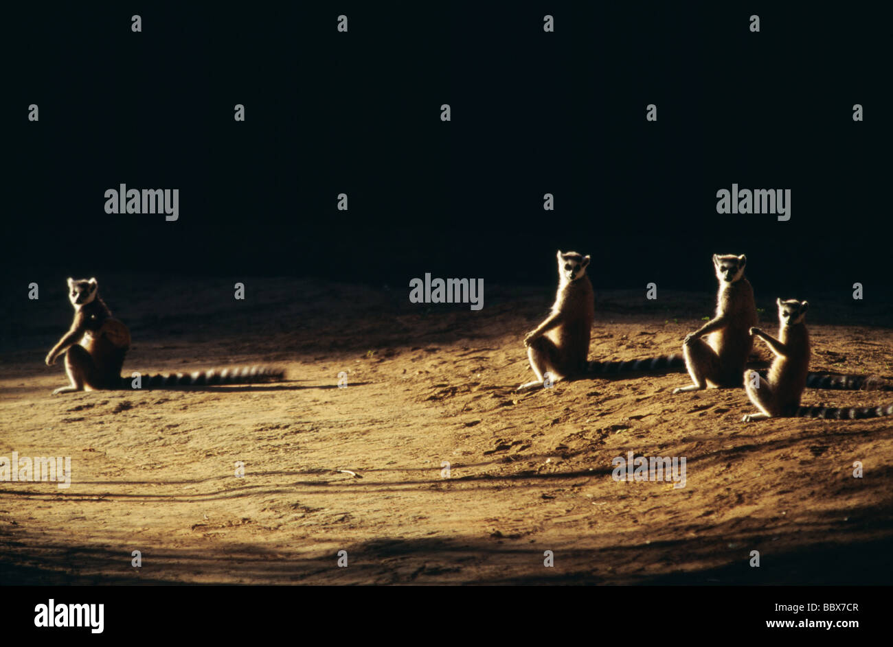 Night ape hi-res stock photography and images - Alamy