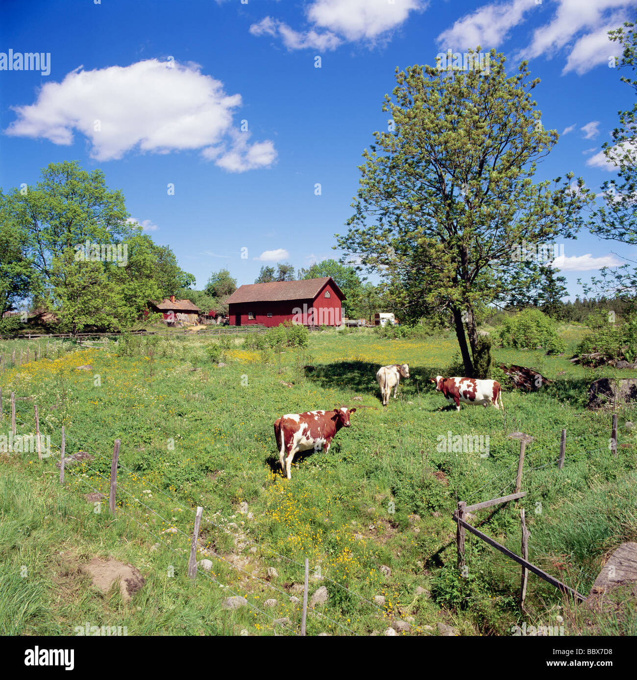 Cows grazing in field Stock Photo - Alamy