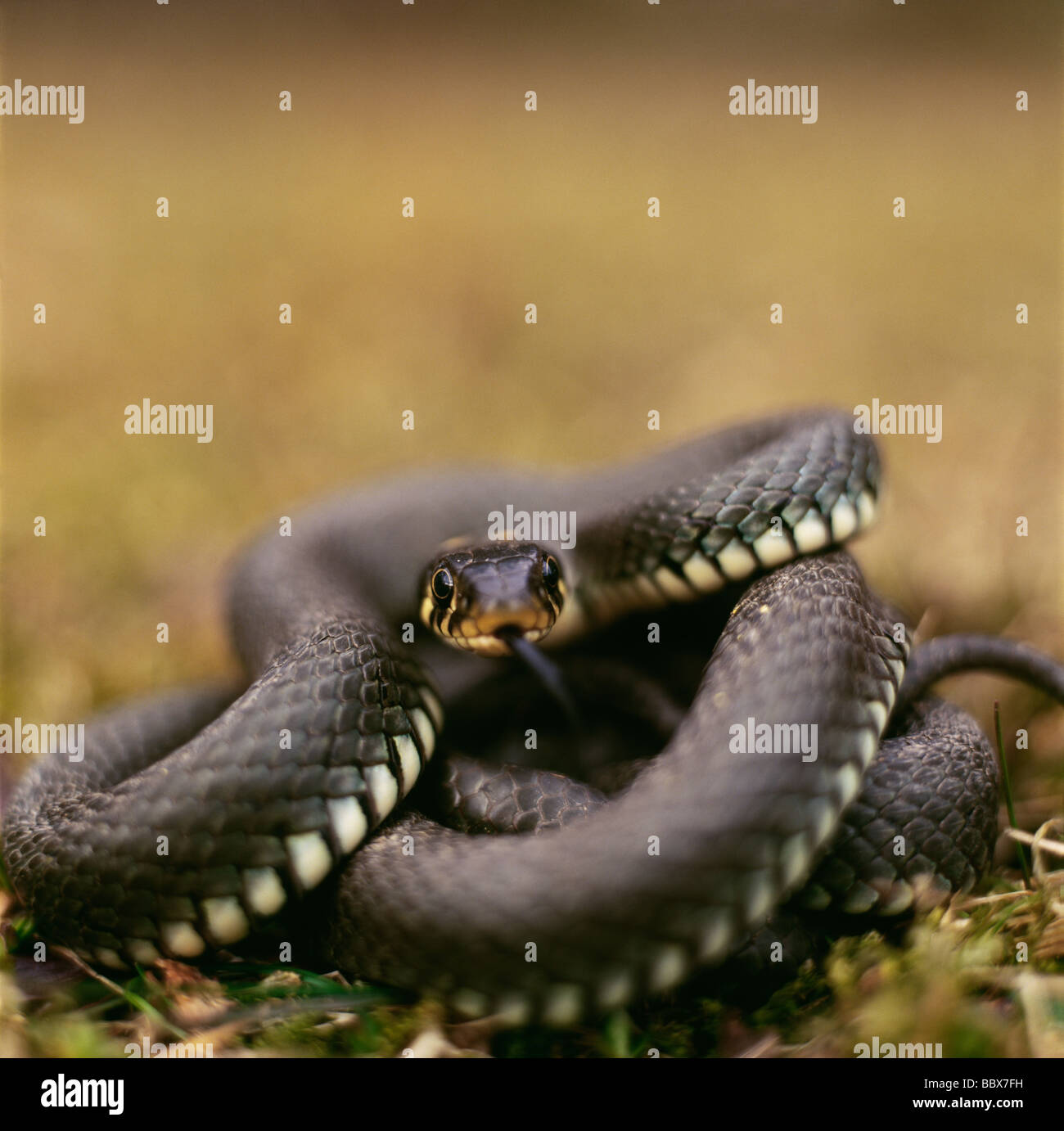 Poisoning snake hi-res stock photography and images - Alamy