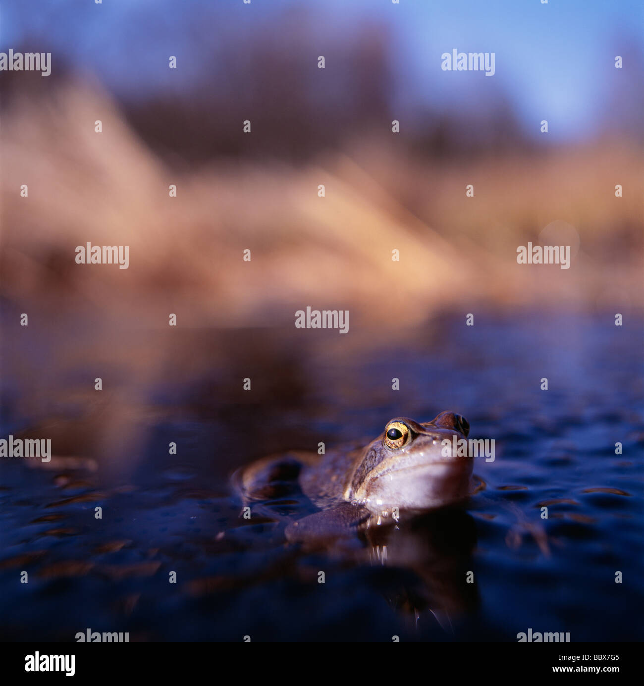 Frog in water Stock Photo - Alamy