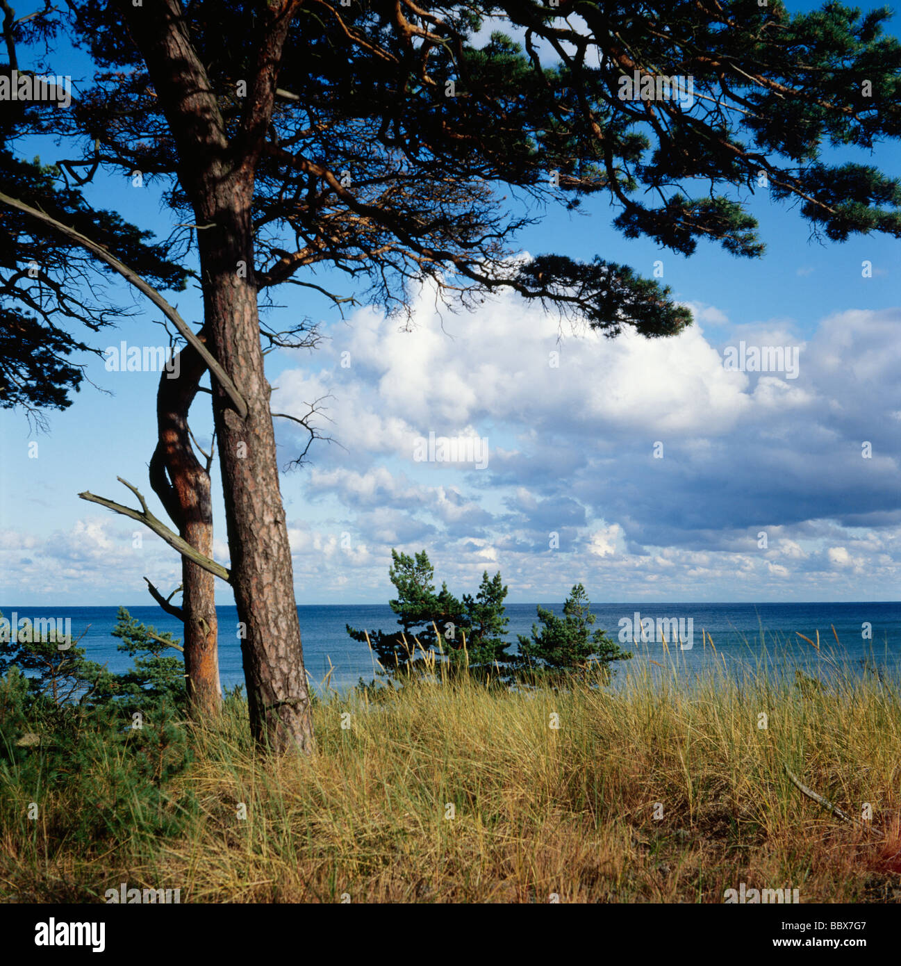 Trees and grass beside sea Stock Photo - Alamy