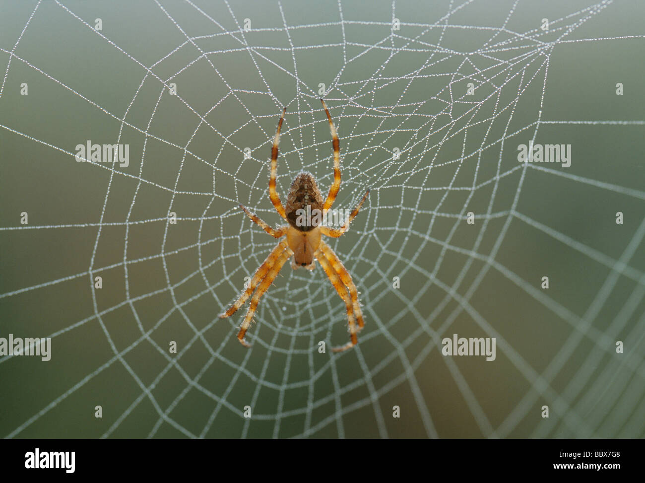 Color spider hi-res stock photography and images - Alamy
