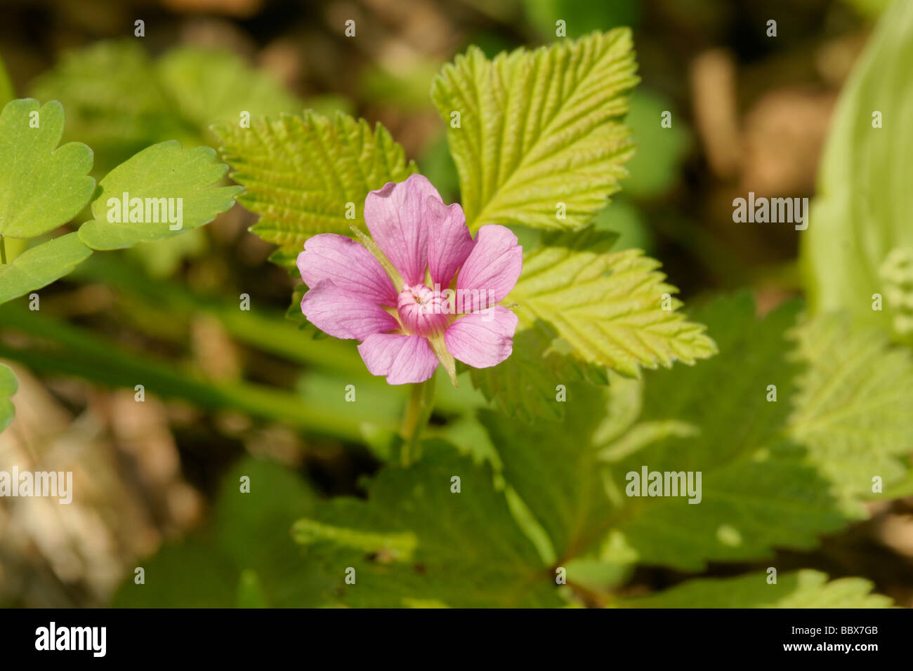 Arctic raspberry - Rubus arcticus Stock Photo - Alamy