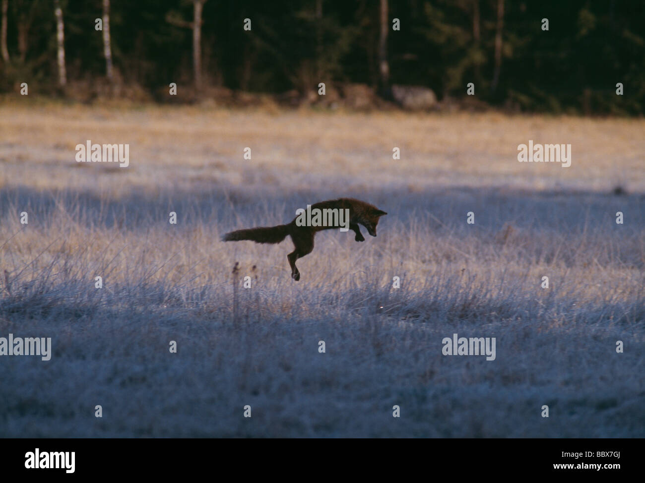Red fox chasing prey hi-res stock photography and images - Alamy