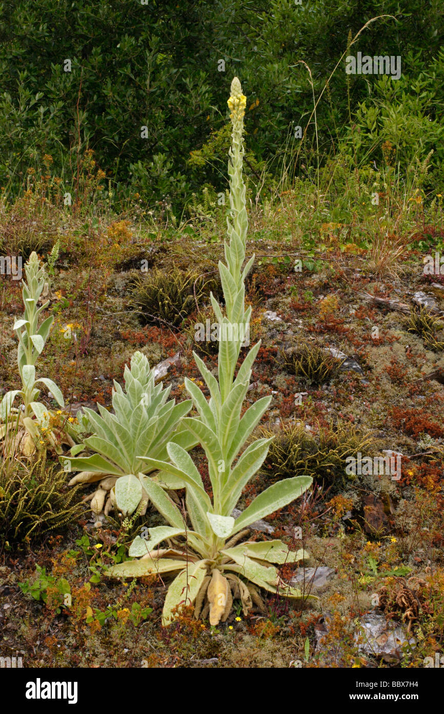 Verbascum thapsus common mullein hi-res stock photography and images ...