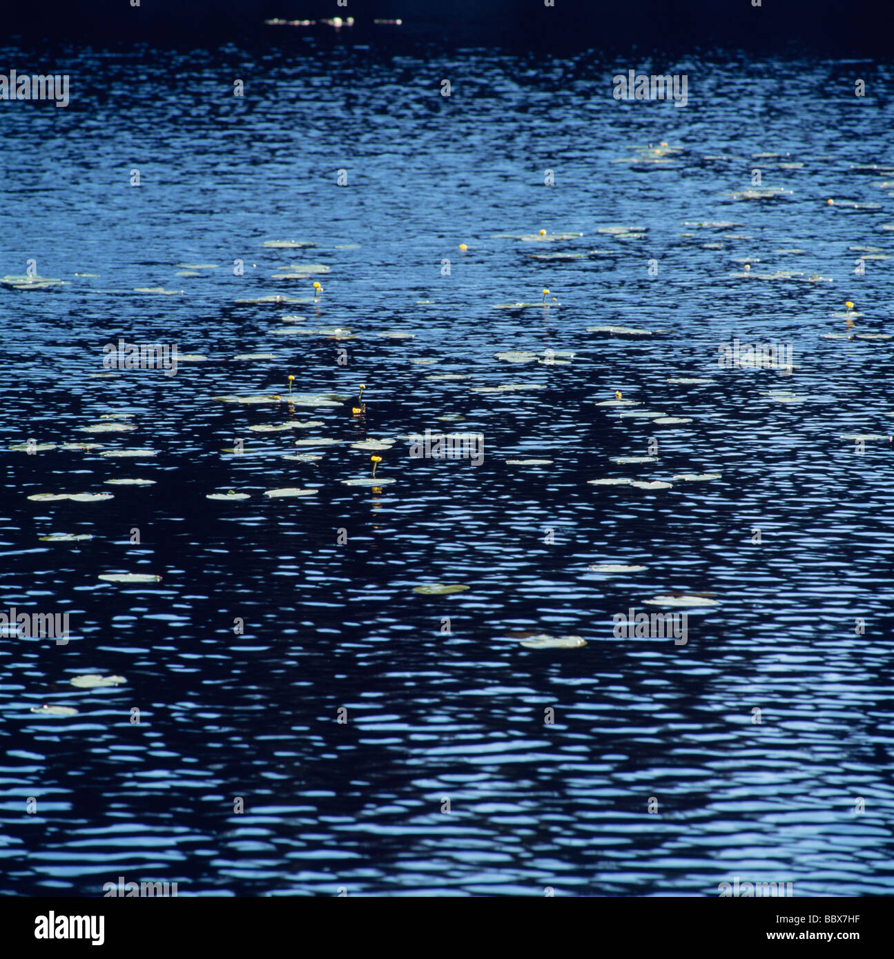 Plants floating on water Stock Photo - Alamy