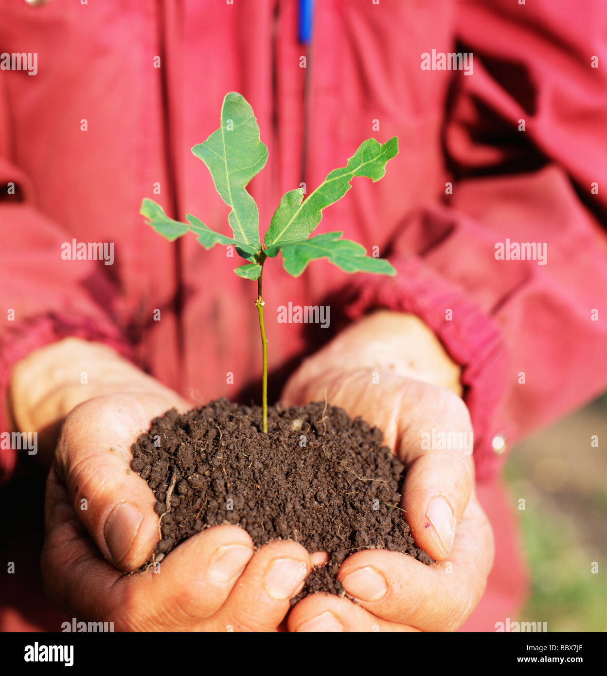 Plant in human hands Stock Photo - Alamy