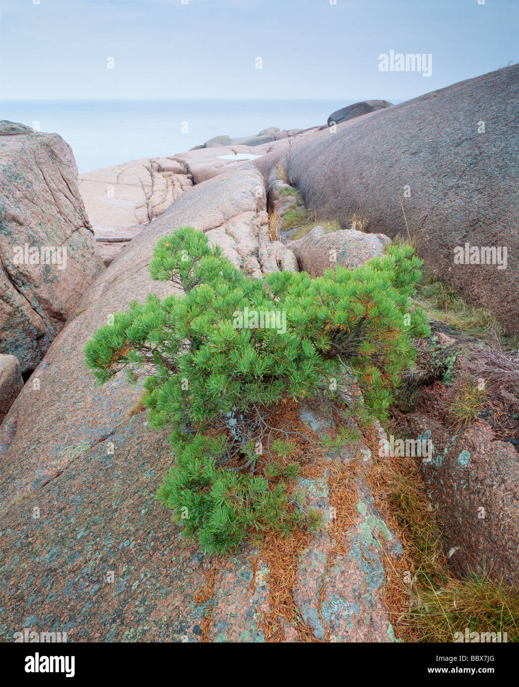 Shrubs growing on mountain Stock Photo - Alamy