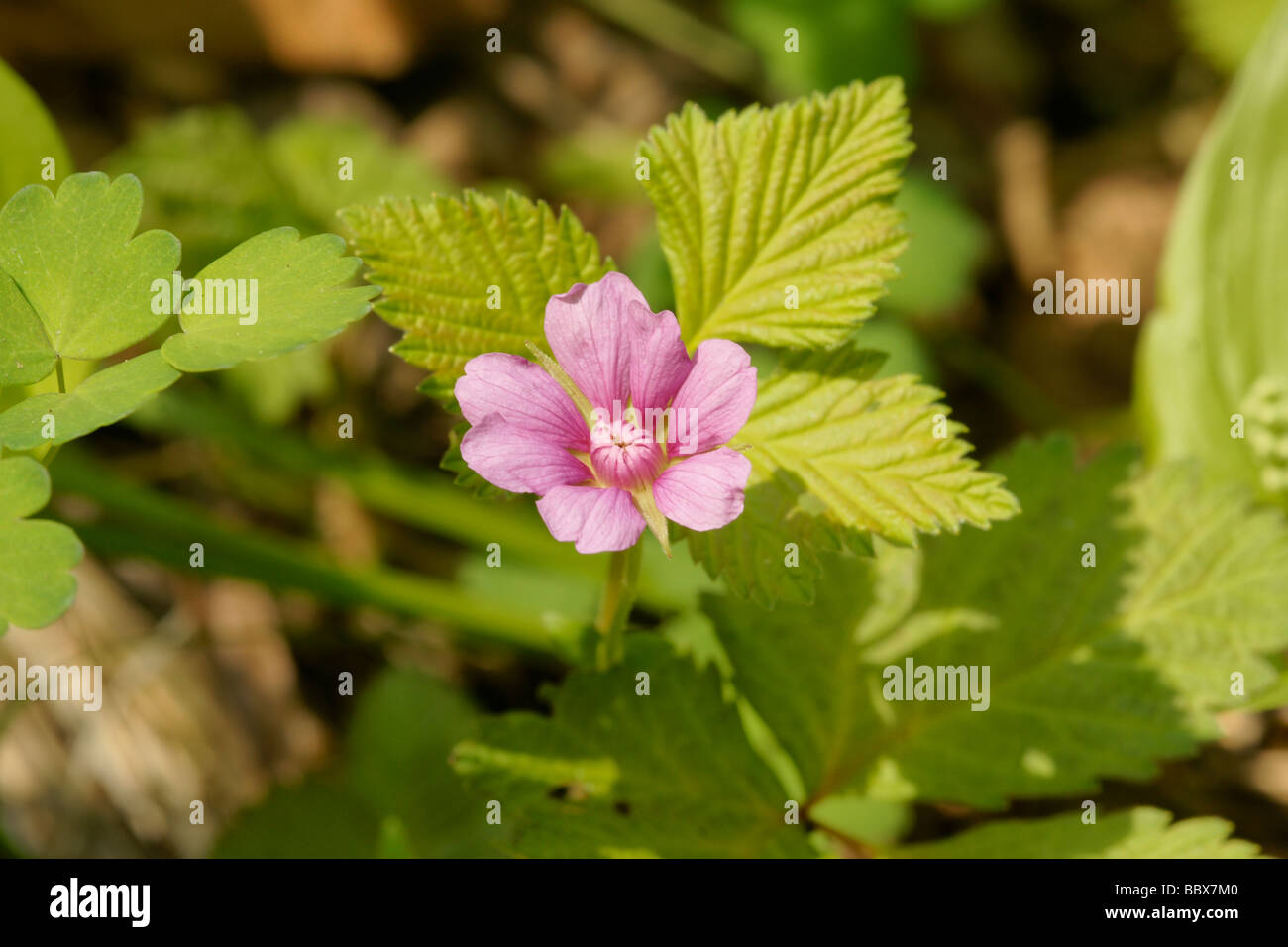Arctic raspberry - Rubus arcticus Stock Photo - Alamy