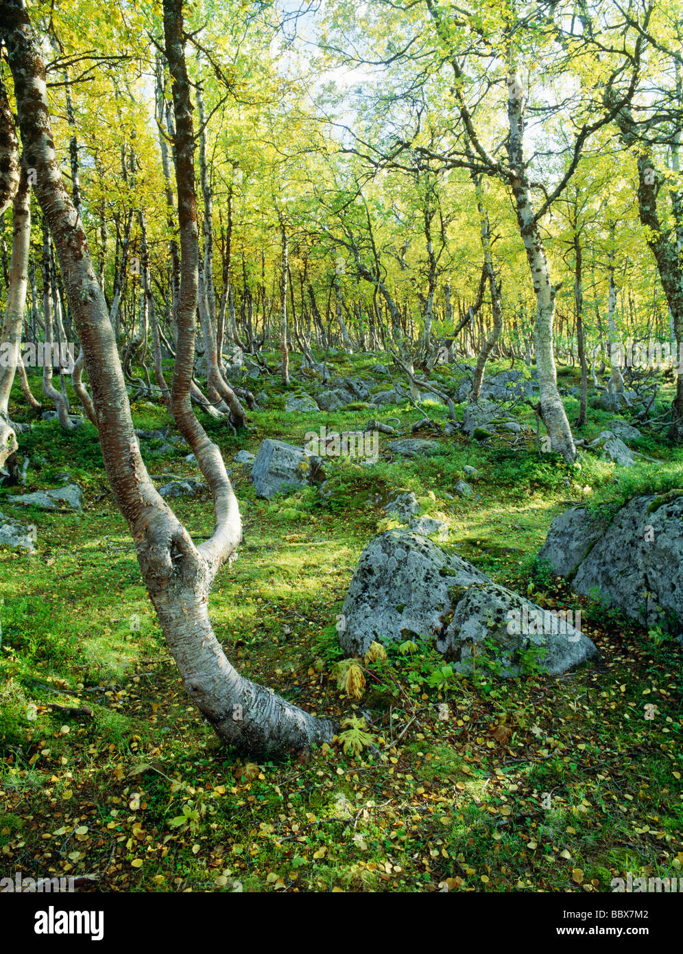 Forest with trees and rocks Stock Photo - Alamy