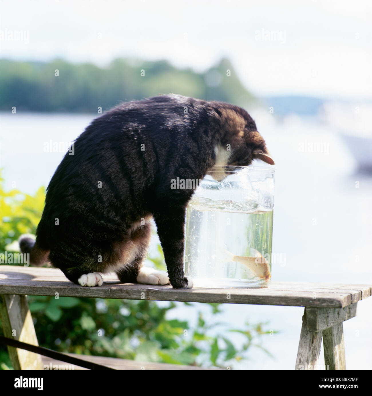 Cat looking at fish in jar Stock Photo - Alamy