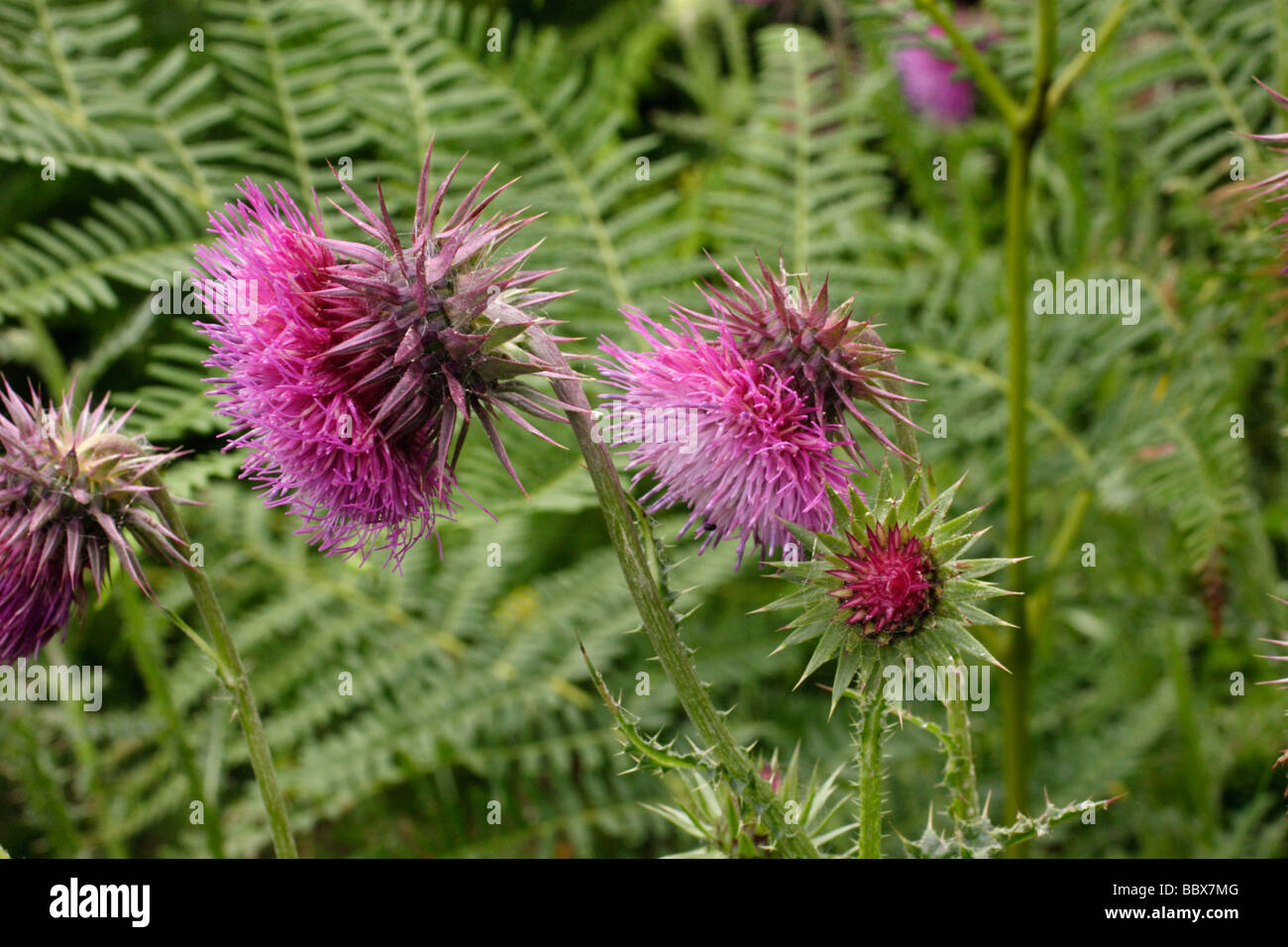 Musk thistle carduus nutans purple hi-res stock photography and images ...
