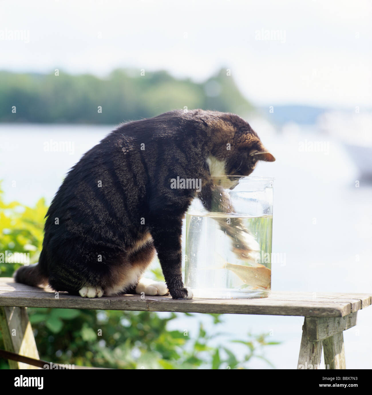 Cat Catching Fish