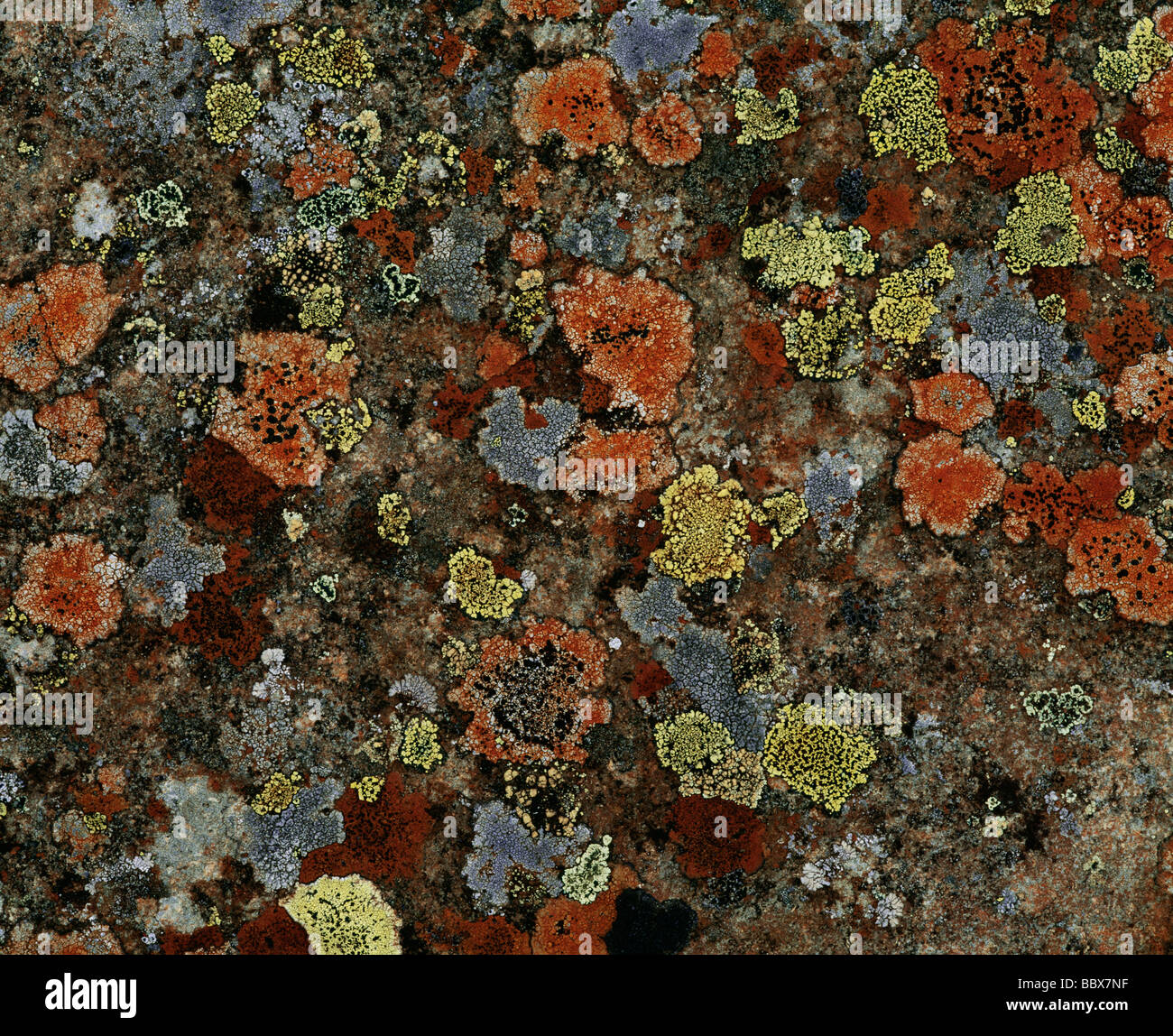 Fungi Growing On Rocks Stock Photos & Fungi Growing On Rocks Stock ...