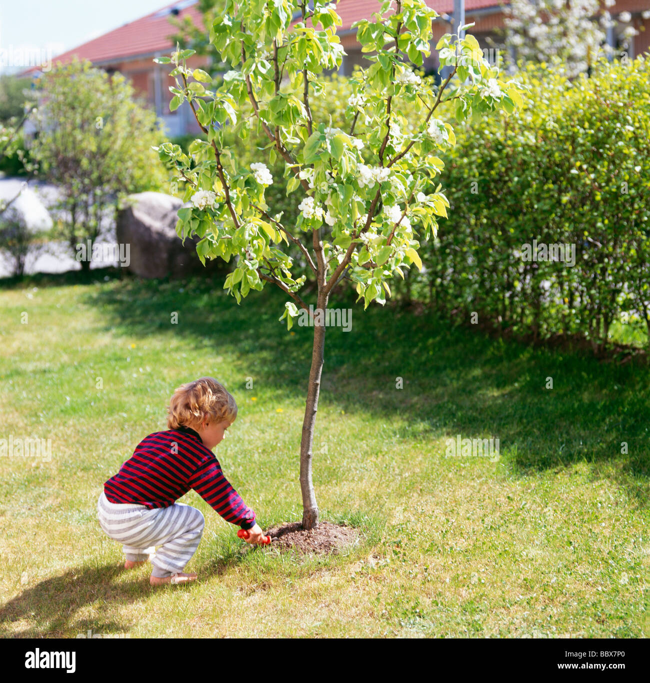 Boy planting tree in garden Stock Photo - Alamy
