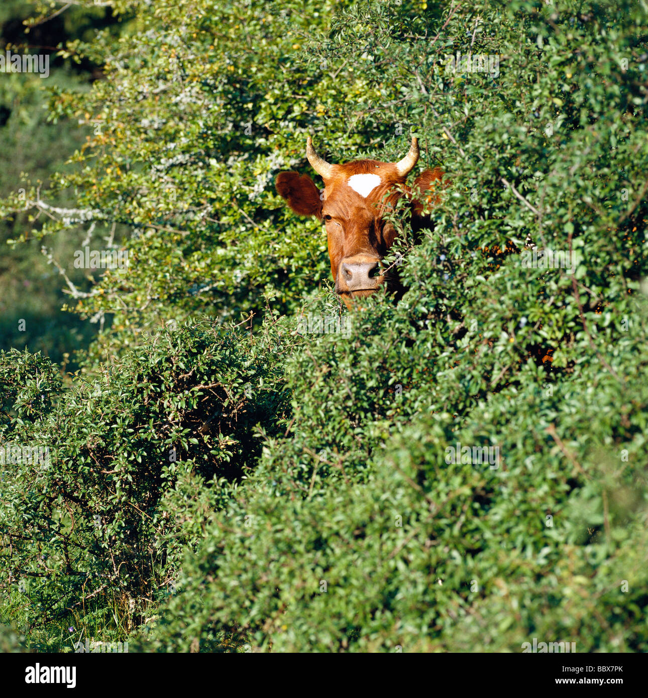 Cow amidst trees Stock Photo - Alamy