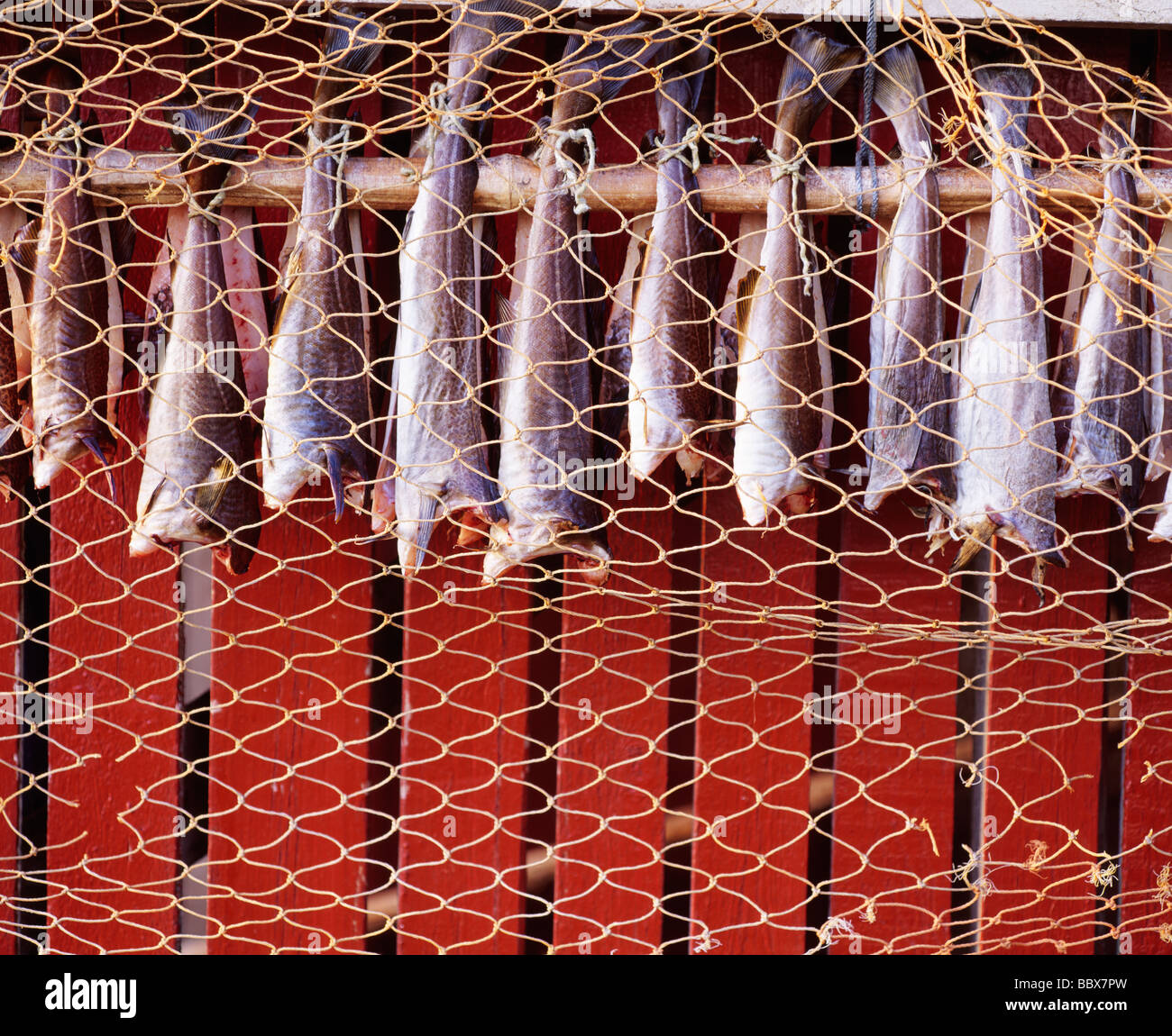 Fish drying on net close-up Stock Photo - Alamy