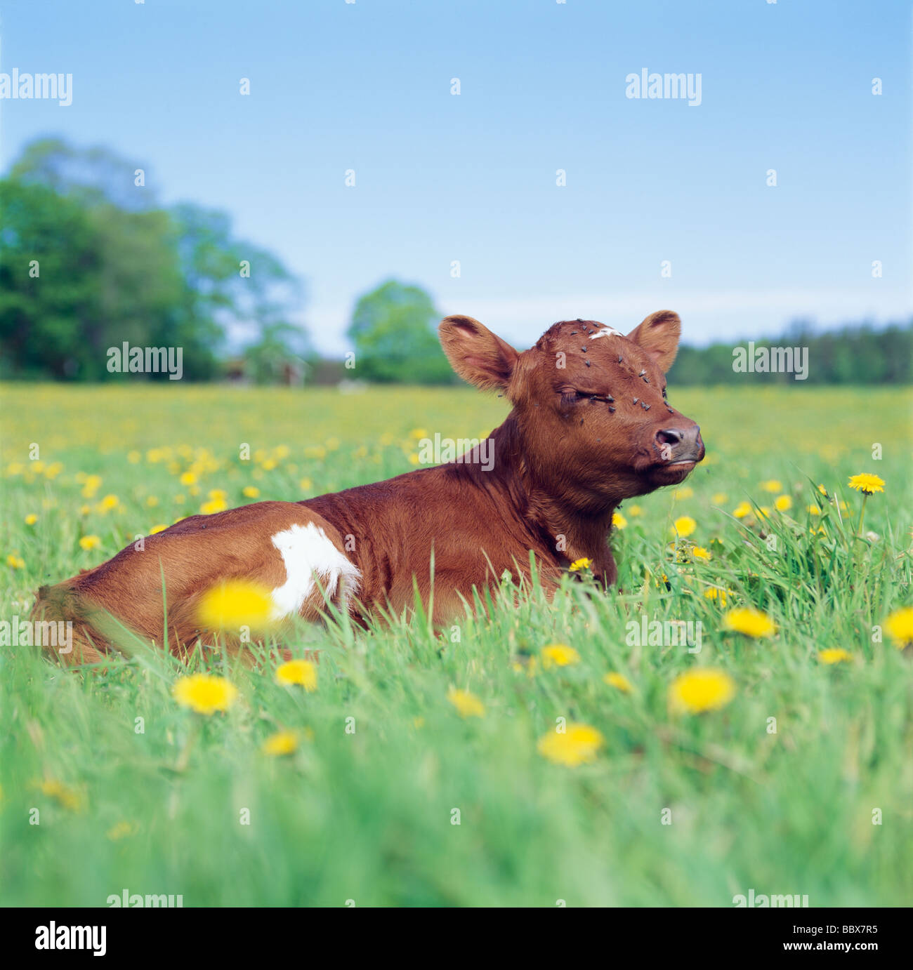 Calf lying on grass Stock Photo - Alamy