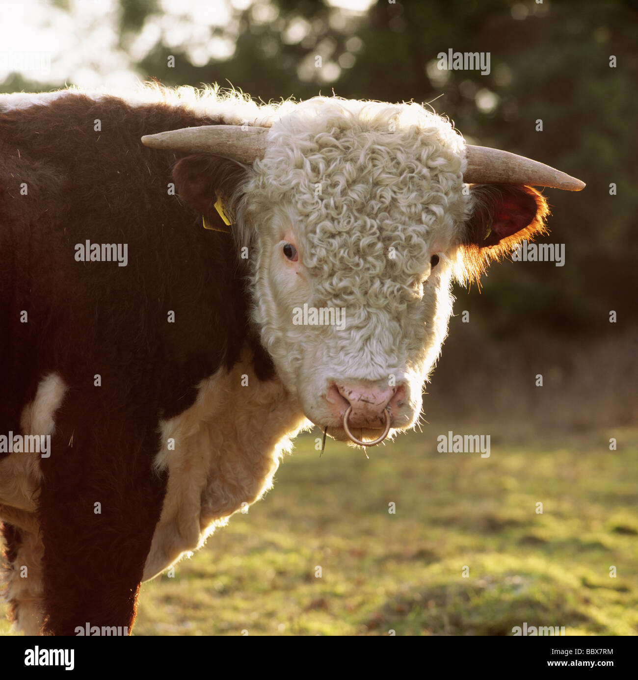 Sunlight suckle hi-res stock photography and images - Alamy