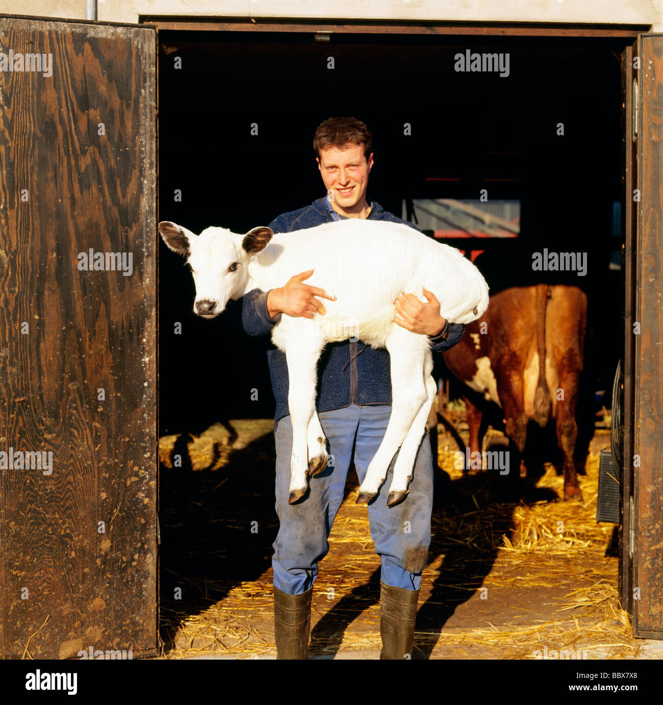 Suckling cows in the cowshed hi-res stock photography and images - Alamy
