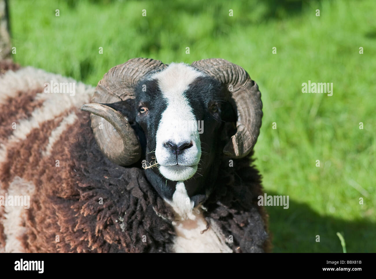 Jacob's sheep ram munching grass Stock Photo - Alamy