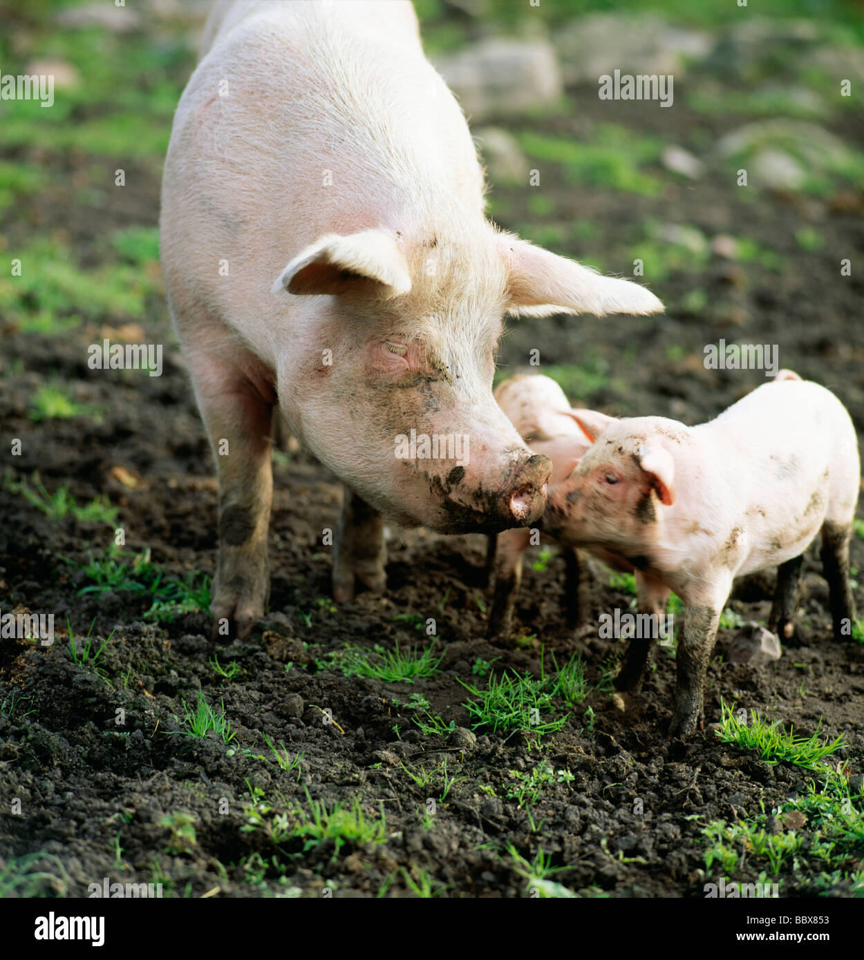Pig with piglets Stock Photo - Alamy