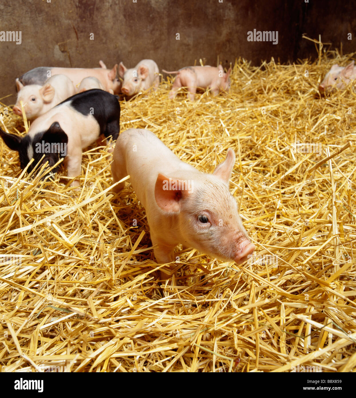 Friendly piglets hi-res stock photography and images - Alamy