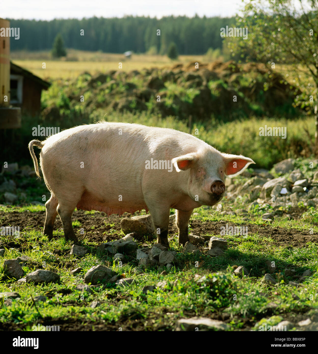 Pig standing on ground Stock Photo - Alamy