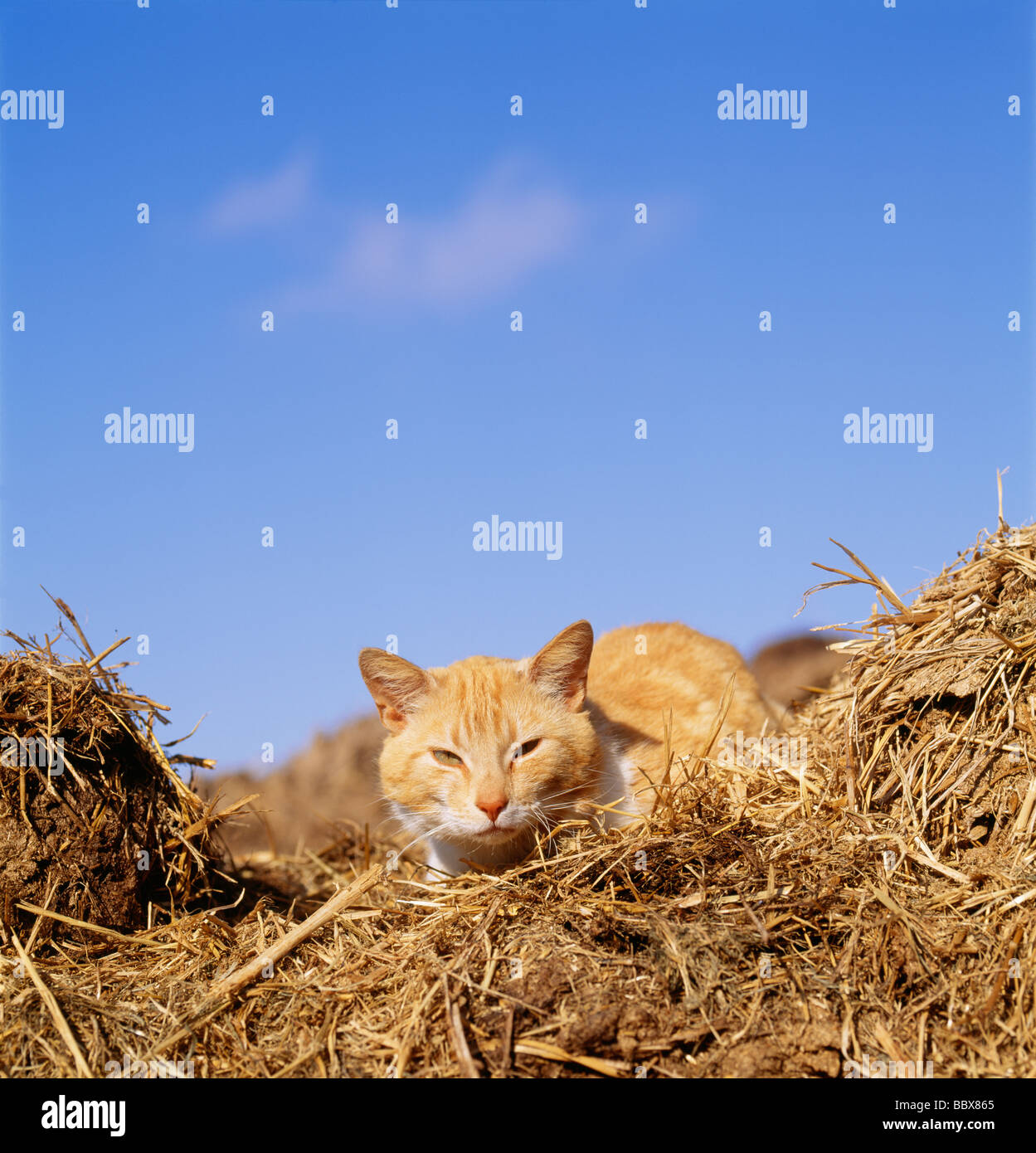 Cat sitting on hay Stock Photo - Alamy