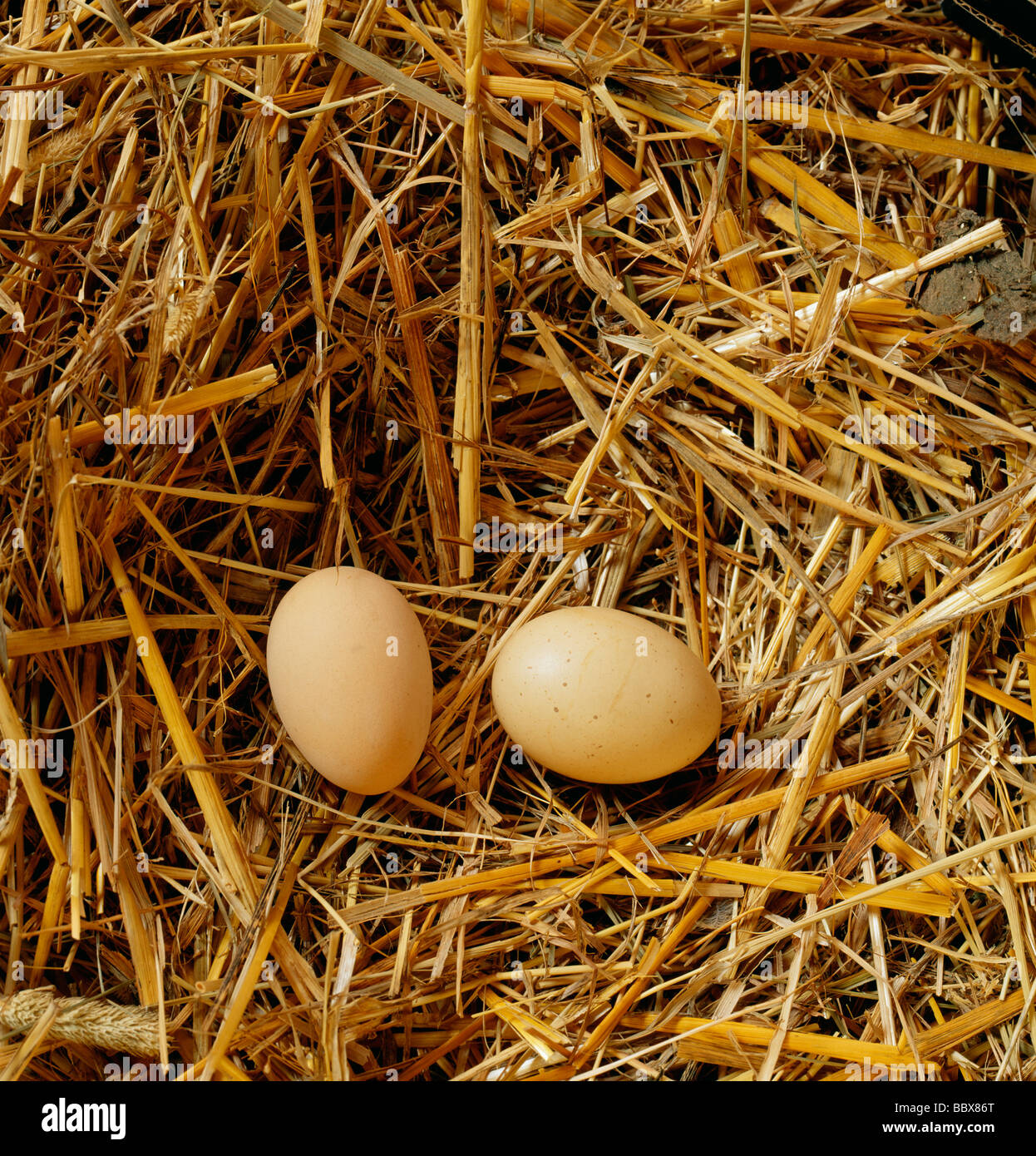 Eggs in nest Stock Photo - Alamy