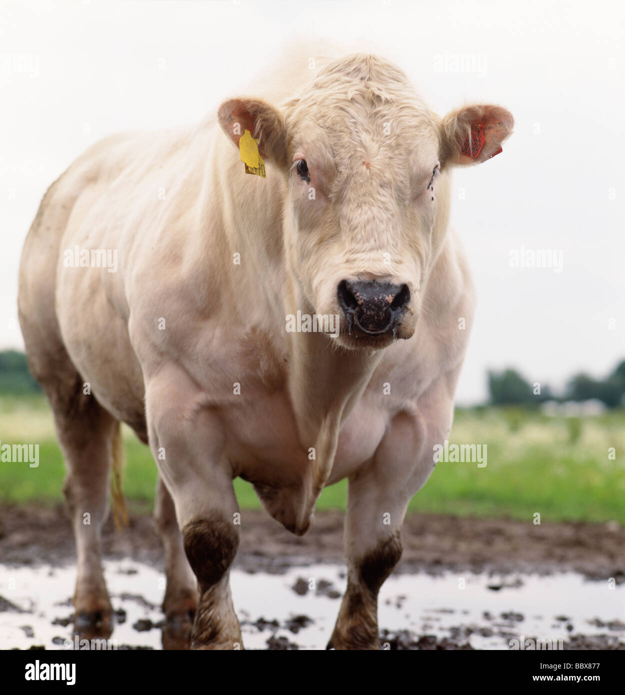 Bull standing in muck Stock Photo - Alamy