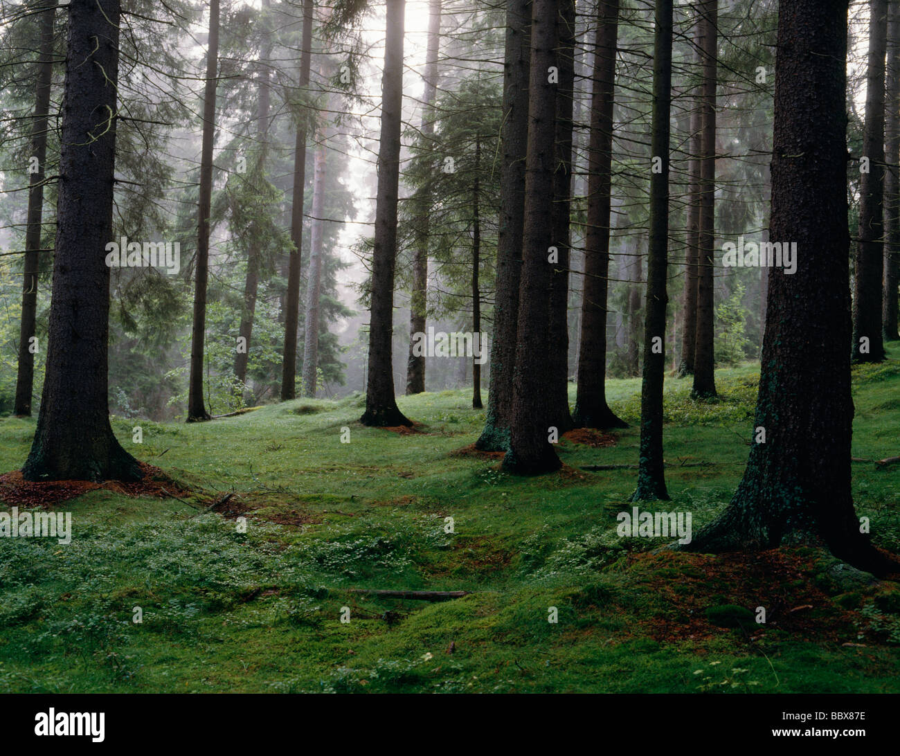 Trees in forest Stock Photo - Alamy